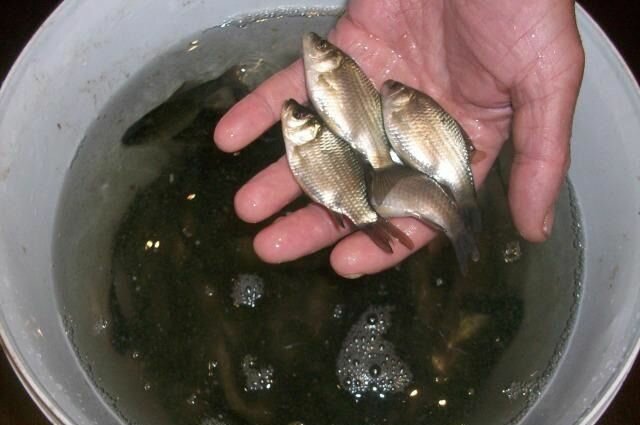 Balıkçılık ekipman firmaları Рыбалка 24 часа, Yekaterinburg, foto