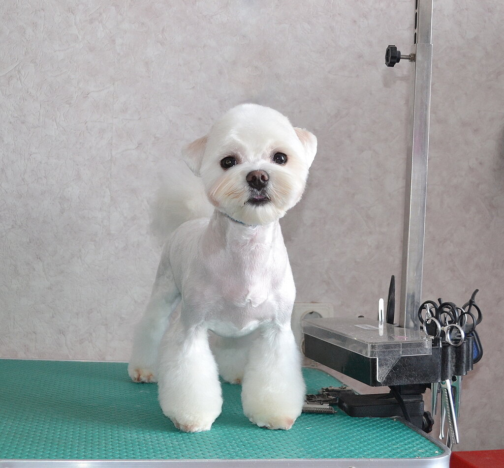 Evcil hayvan kuaförleri Gruming-salon Haircut, Briansk, foto