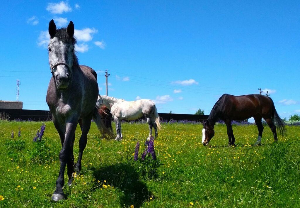 At ve binicilik kulüpleri Yasnaya Polyana, Nijegorodskaya oblastı, foto
