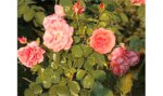 Blumen Wendler (Kühnhofener Straße No:26, Hersbruck), çiçek teslimatı  Bavyera'dan