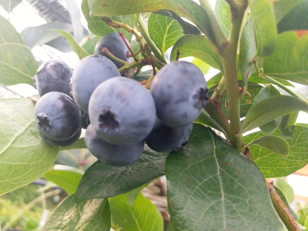 Fidan yetiştiriciliği Psp belgolubika.by, Brestskaya oblastı, foto