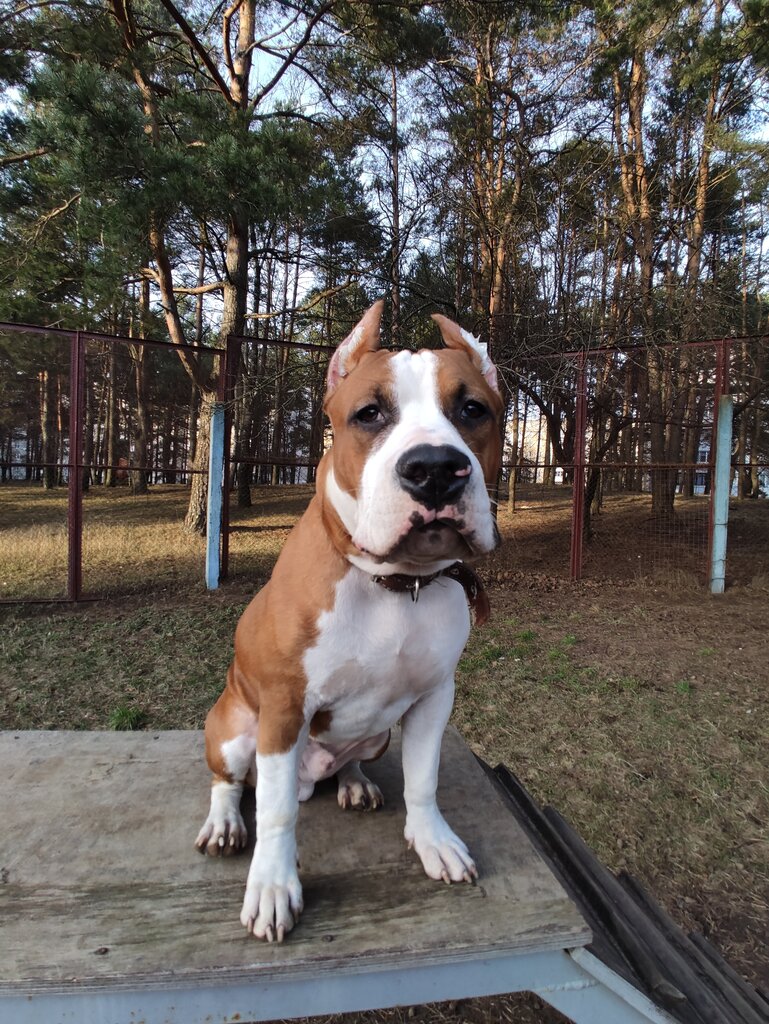 Köpek gezdirme alanları Площадка для выгула домашних животных, Minsk, foto