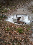 Spring, stream (Moscow Region, Istra Municipal District, sadovoye tovarishchestvo Istra, Sadovaya ulitsa), pınar, çay  Moskova ve Moskovskaya oblastından