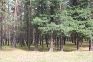 Памятник природы Абазинский бор (Republic of Khakassia, Abaza, ulitsa Kulakova), parklar ve ormanlar  Abaza'dan