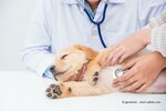 Der Tierarzt Dr. Theobald in Schöneberg (Berlin, Eisenacher Straße, 40), veteriner klinikleri  Berlin'den