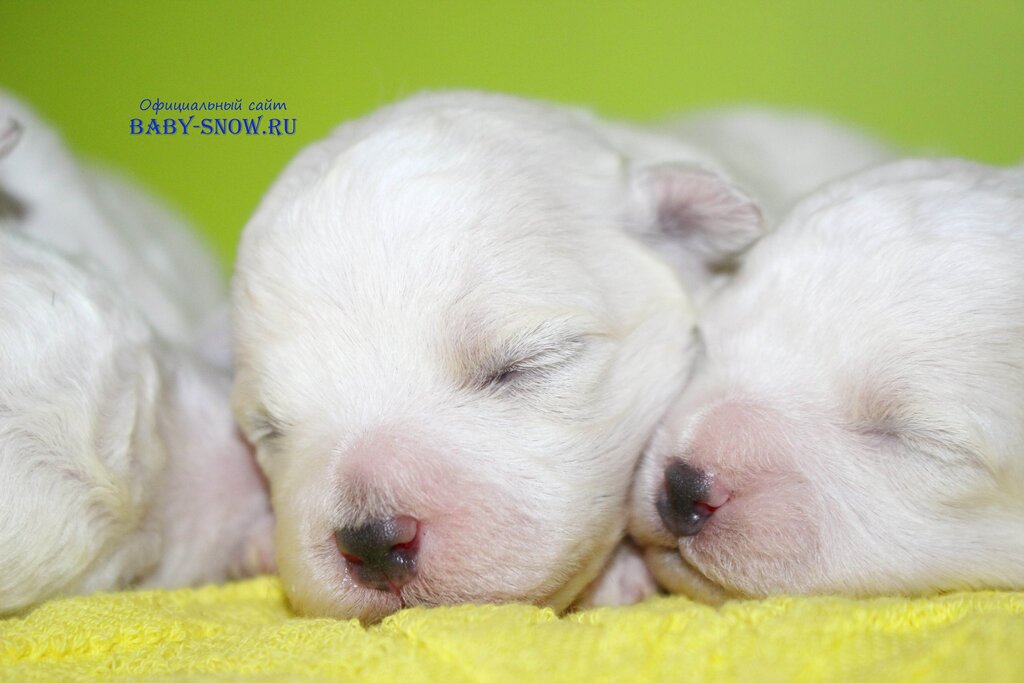 Evcil hayvan yetiştiricileri Dog kennel Baby snow, Minskaya oblastı, foto
