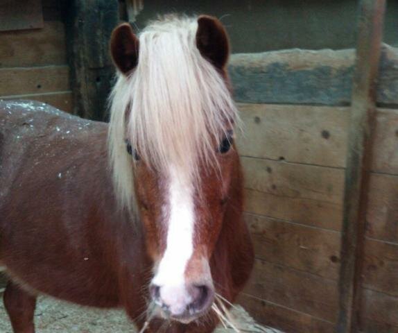 Evcil hayvan yetiştiricileri Pony Club La Valle del Bò, Piyemonte, foto