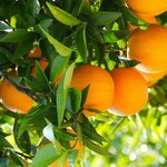 33 АпельСина (No:232, 2-y mikrorayon, rabochiy posyolok Krasnoobsk), manavlar  Novosibirskaya oblastından