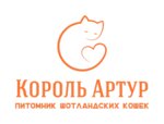 İskoç kedileri kedi yetiştiriciliği Kral Arthur (No:13, territoriya Reshetnikovo), evcil hayvan yetiştiricileri  Zelenogorsk'tan