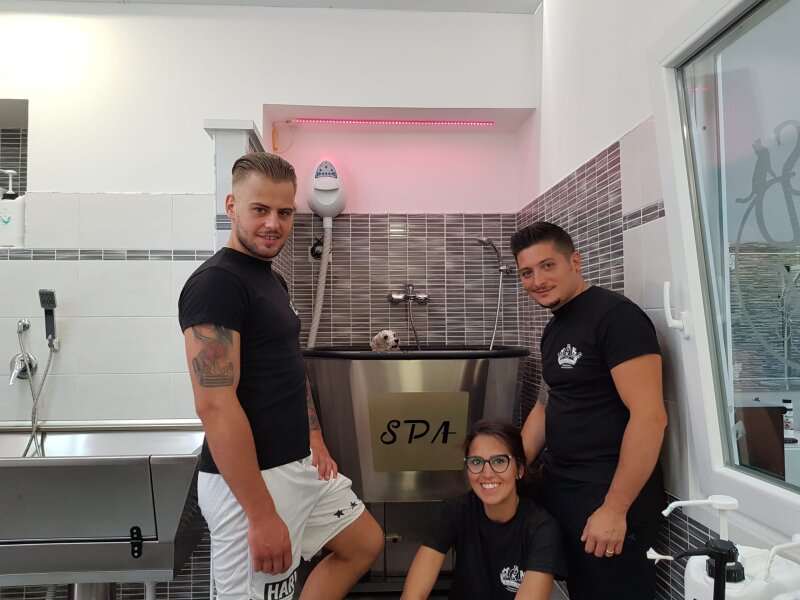 Petshop Stylist Dog Toelettatura, Caltanissetta, foto