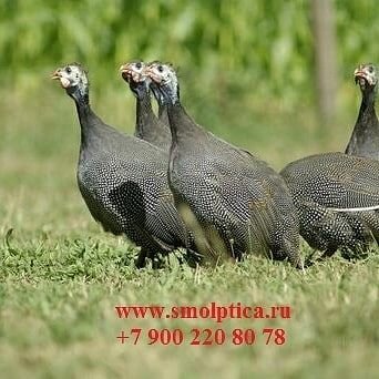 Kanatlı hayvan ürünleri ve yumurta Lph South, Safonovo, foto