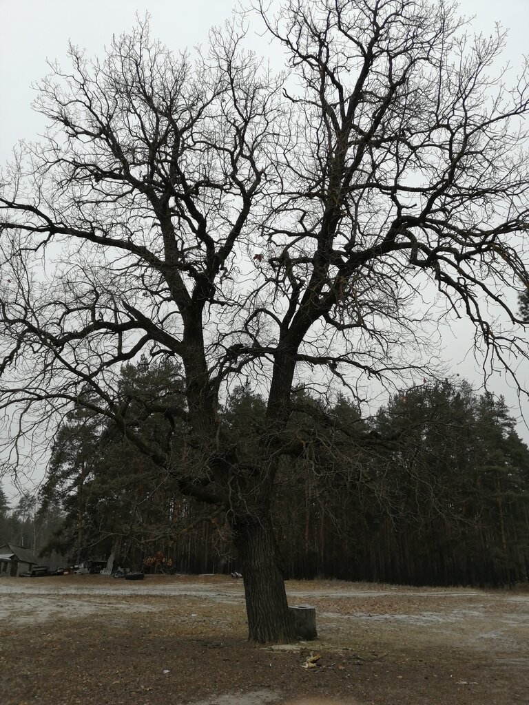 Doğa 400-летний дуб, Tambovskaya oblastı, foto