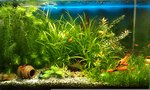 Aquariumistika (40 let Pobedy Street No:115), akvaryumlar  Krasnodar'dan