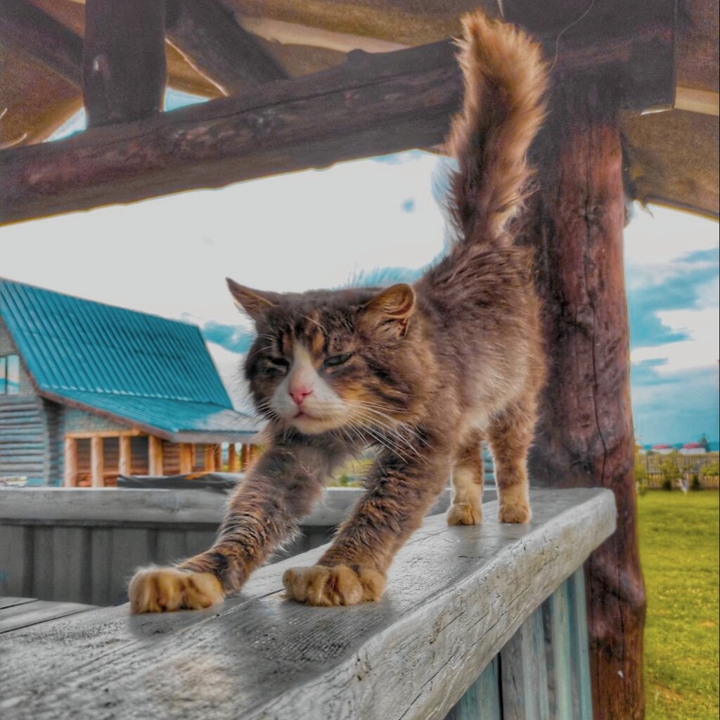 Çardak Gazebo, Brestskaya oblastı, foto