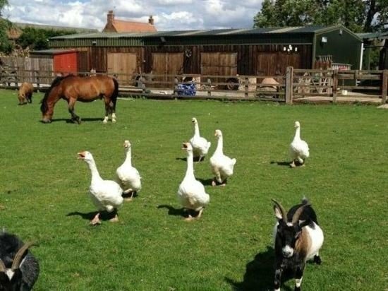 Otel Skipbridge Farm Cottages, Kuzey Yorkshire County, foto