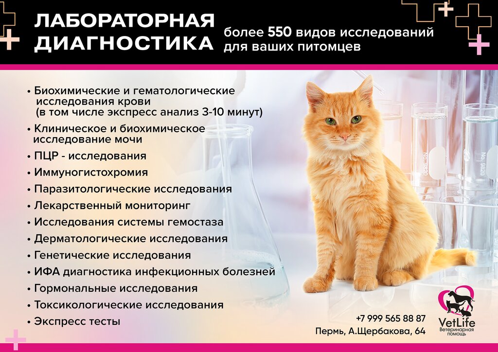 Veteriner klinikleri Sova, Perm, foto