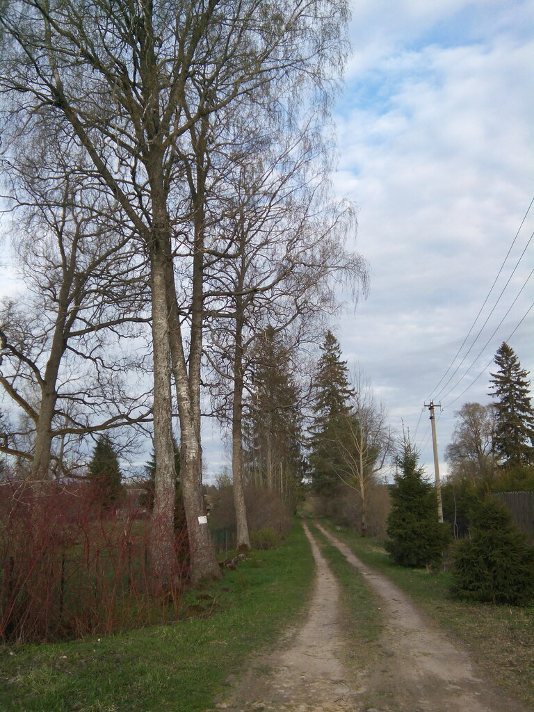 Doğa Центральная аллея парка усадьбы Голятица, Saint‑Petersburg ve Leningradskaya oblastı, foto