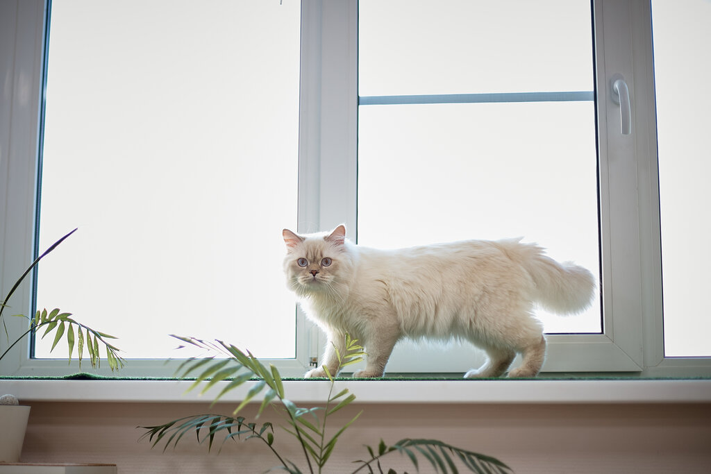 Pet otel Суперкот, Nijni Novgorod, foto