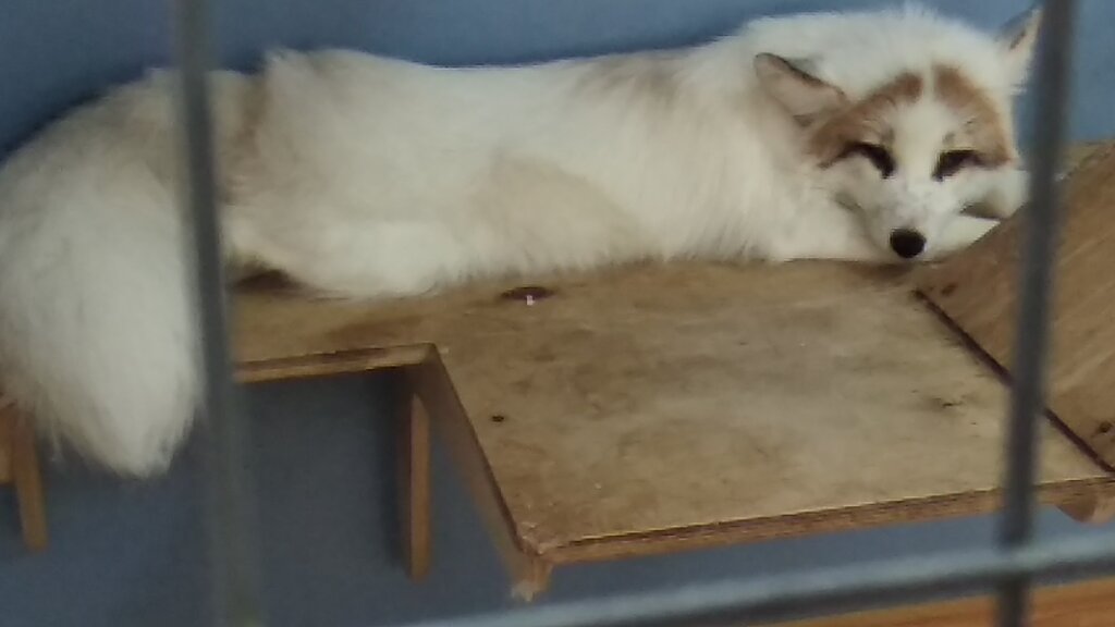 Hayvanat bahçeleri Hamster, Makhachkala, foto