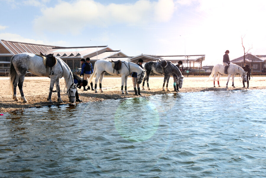 At ve binicilik kulüpleri Mirim Riding Club, Pyongyang, foto