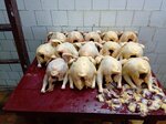 Radius (Oktyabrskaya ulitsa No:262, selo Belaya Glina), kümes hayvanları çiftliği  Krasnodarski krayından