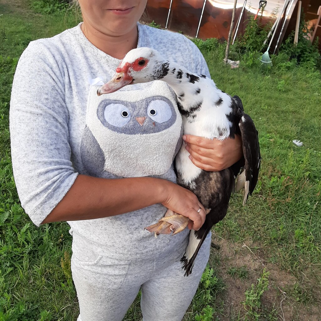 Kanatlı hayvan ürünleri ve yumurta Golden chicken farm, Vladimirskaya oblastı, foto