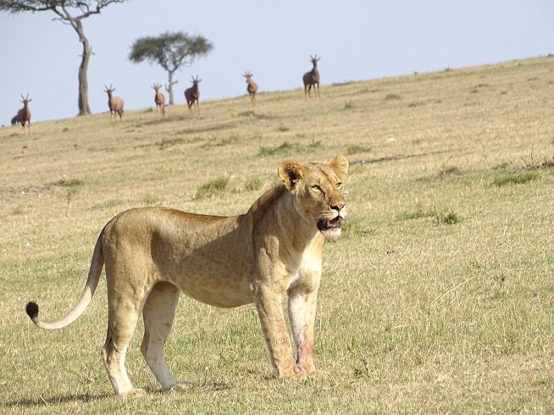 Turizm acenteleri Smart Giraffe, Nairobi, foto