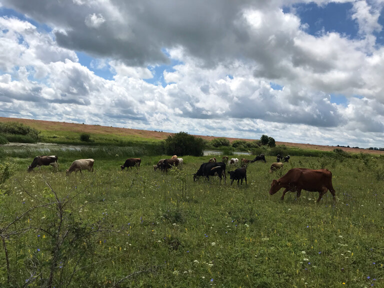 Hayvancılık Молочная ферма КФХ Стогова Д.А., Riazanskaya oblastı, foto