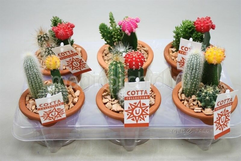 Çiçekçiler Magic Orchid, Moskova, foto