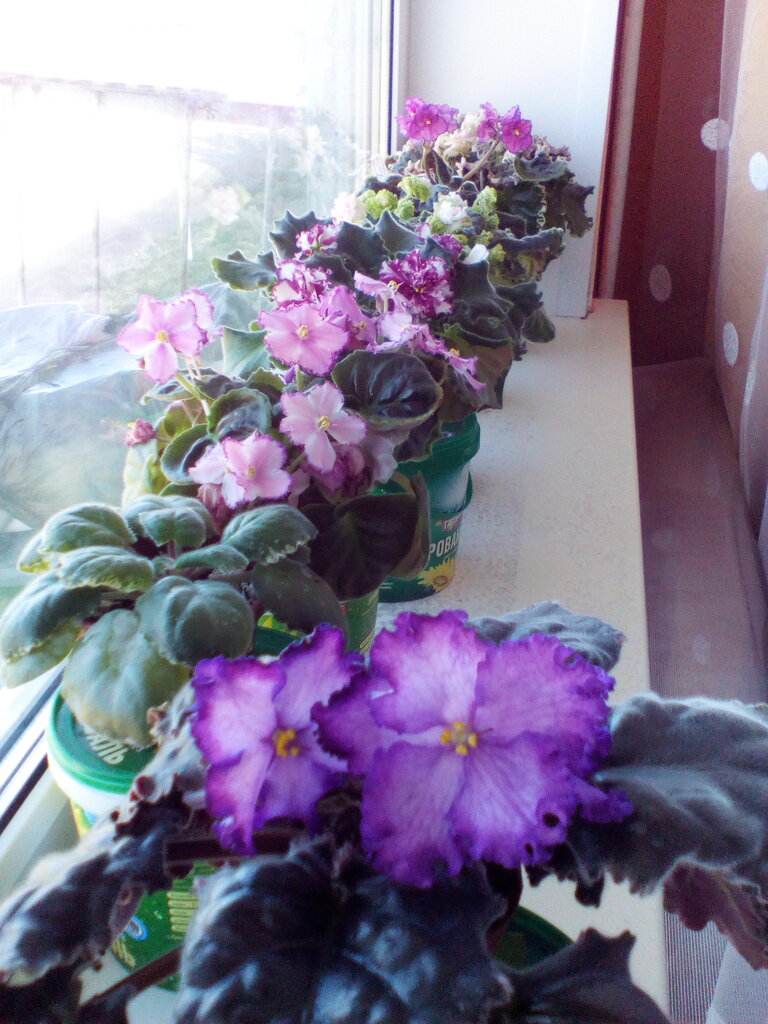 Çiçekçiler Fialki Sibiri, Hakasya, foto