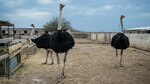 Ostrich farm (Armavir Region), hayvancılık  Armavir'den