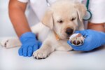 Ambulatorio Veterinario Associato Guardigli Savio (Via delle Fragole No:15, Calderara di Reno), veteriner klinikleri  Bologna'dan