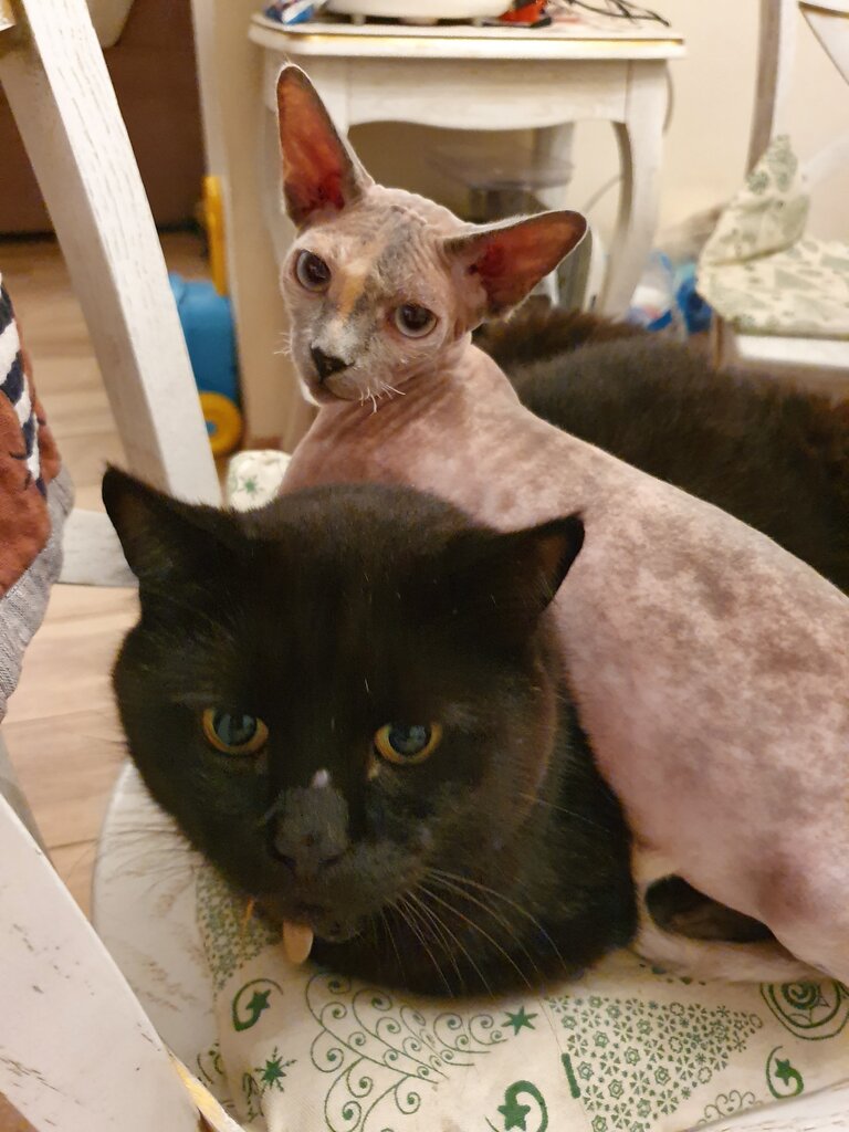 Pet otel Gostinitsa dlya zhivotnykh, Moskova ve Moskovskaya oblastı, foto