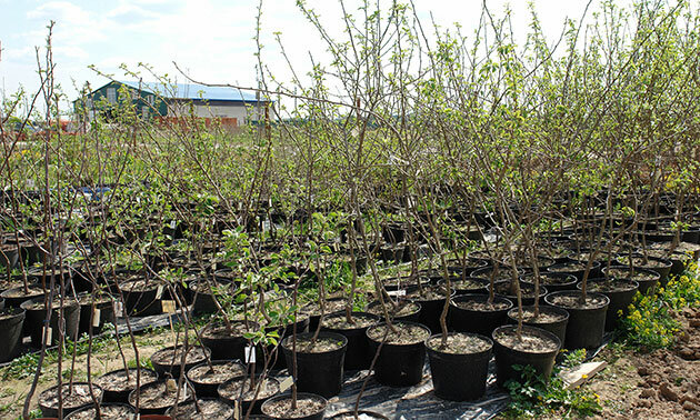 Çiçekçiler Nursery of seedlings Mishkovo, Kalujskaya oblastı, foto