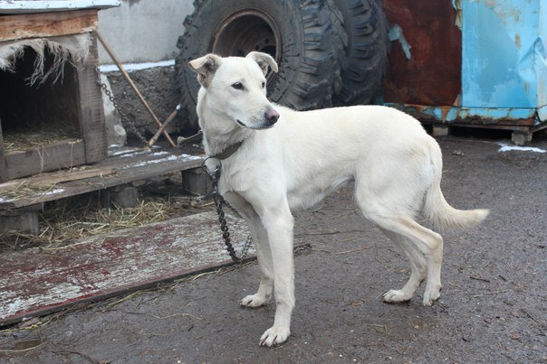 Yardım kuruluşları ZooPlanet Charitable Foundation, Sterlitamak, foto