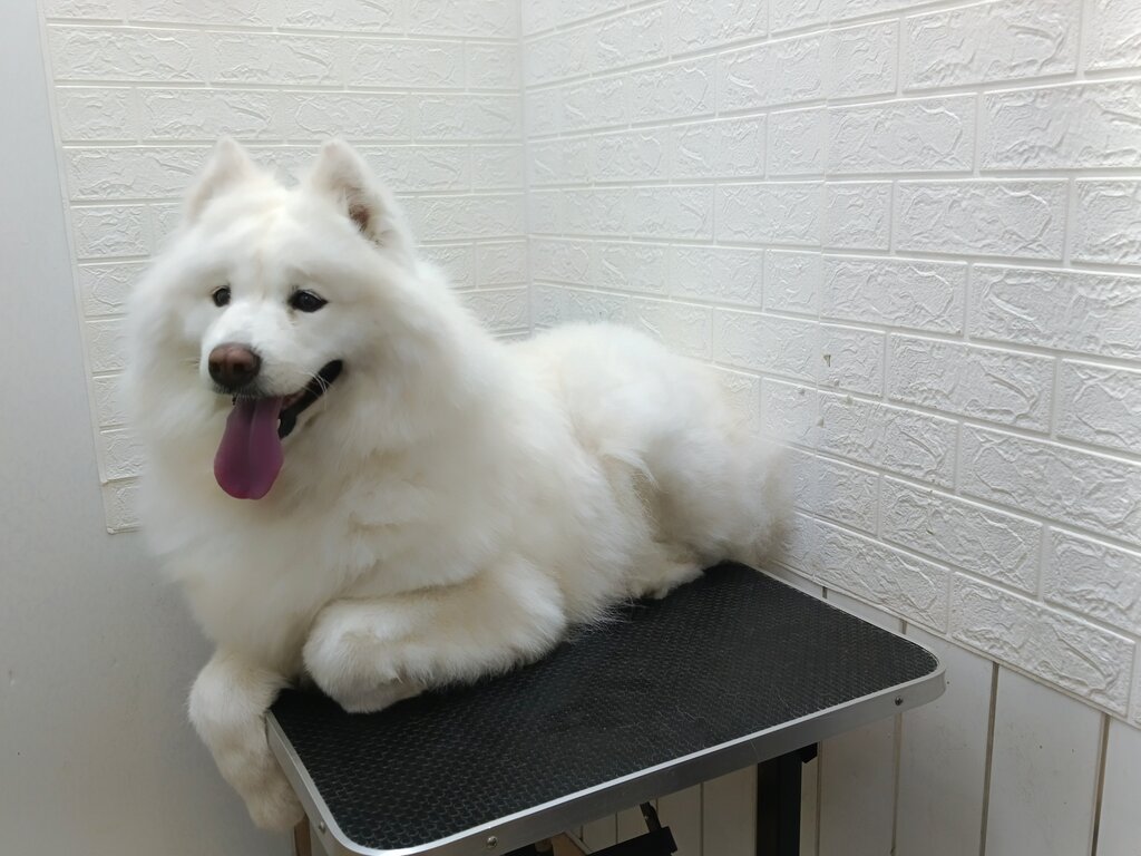 Evcil hayvan kuaförleri Vash Groomer, Çeliabinsk, foto