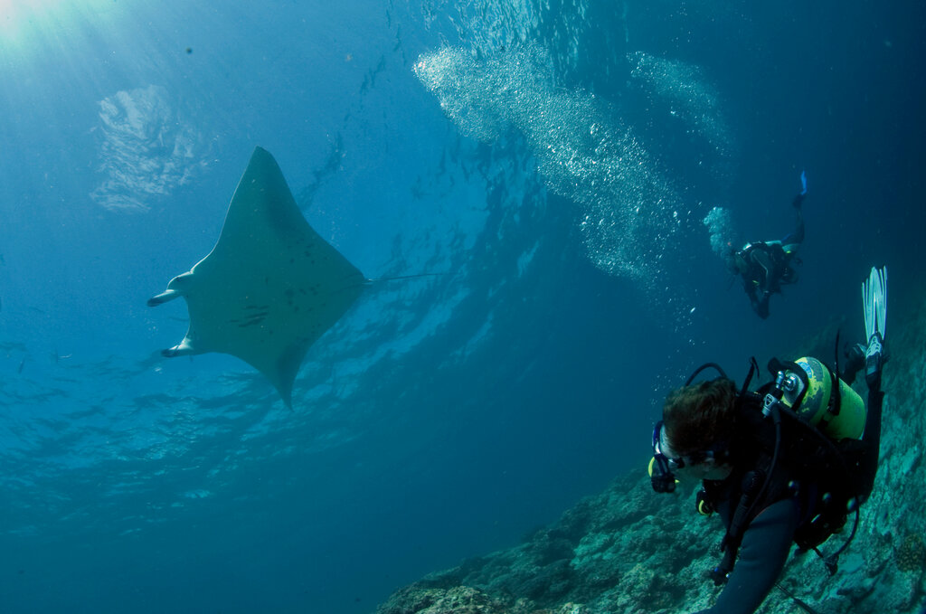 Dalış kulüpleri ve eğitim merkezleri Nautilus, Omsk, foto