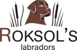 Roksol’s Labrador kennel (Zubkovoy Street No:16к1, Pesochnya District), evcil hayvan yetiştiricileri  Riazan'dan