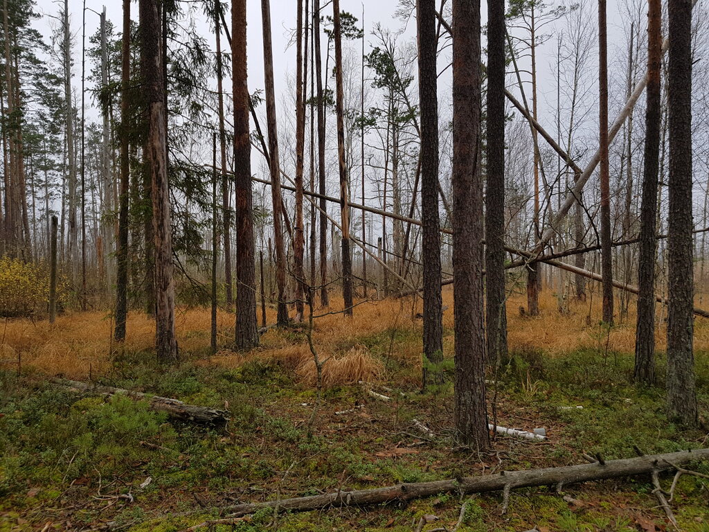 Parklar ve ormanlar Республиканский гидрологический заказник Острова Дулебы, Mogiliovskaya oblastı, foto