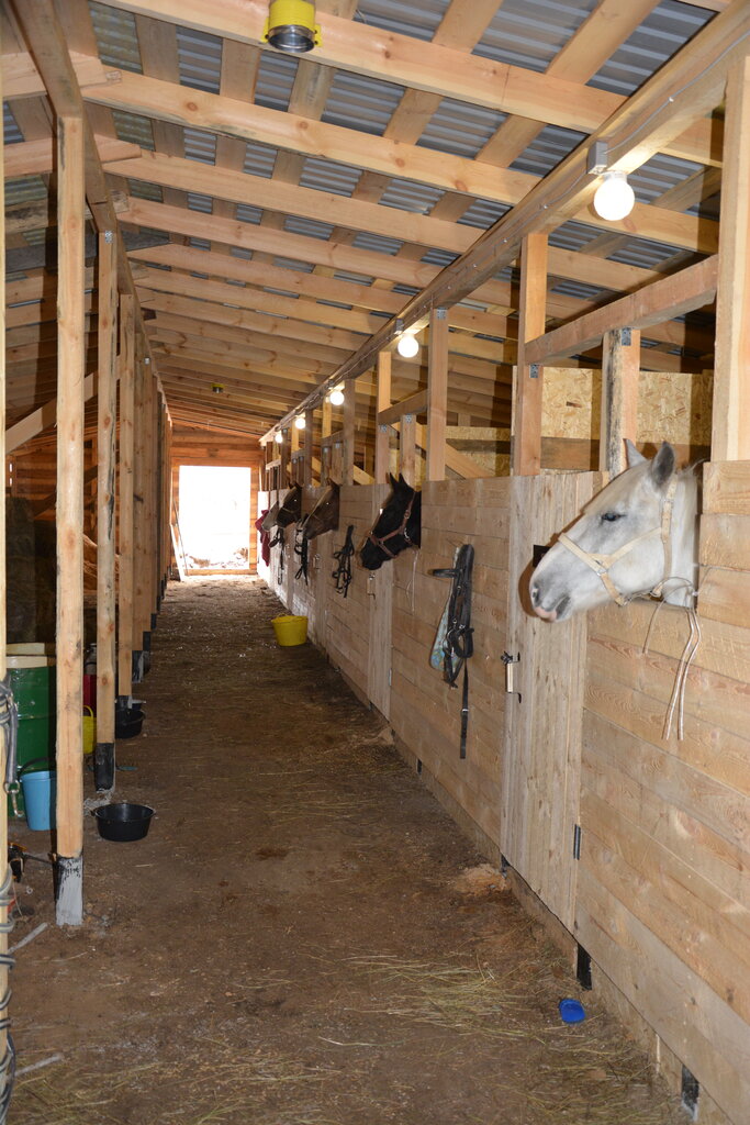 At ve binicilik kulüpleri Техас, Berdsk, foto