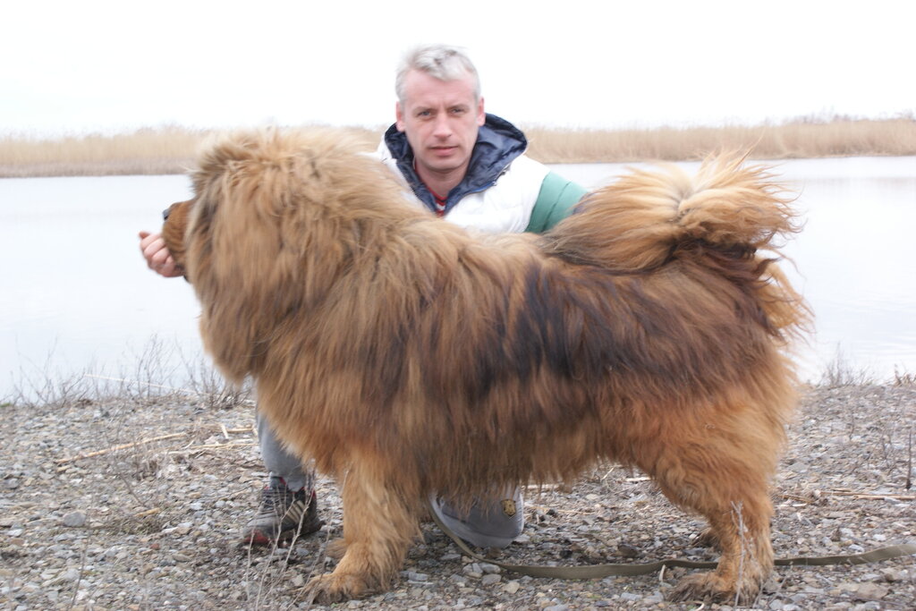 Evcil hayvan yetiştiricileri Tibetan mastiff nursery, Aksay, foto