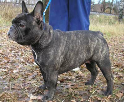 Evcil hayvan yetiştiricileri Pitomnik Bolshoye chudo, İvanovo, foto