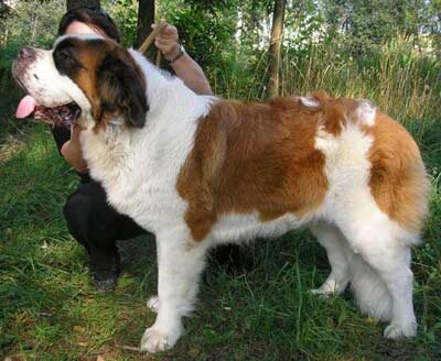 Evcil hayvan yetiştiricileri Pitomnik Bolshoye chudo, İvanovo, foto