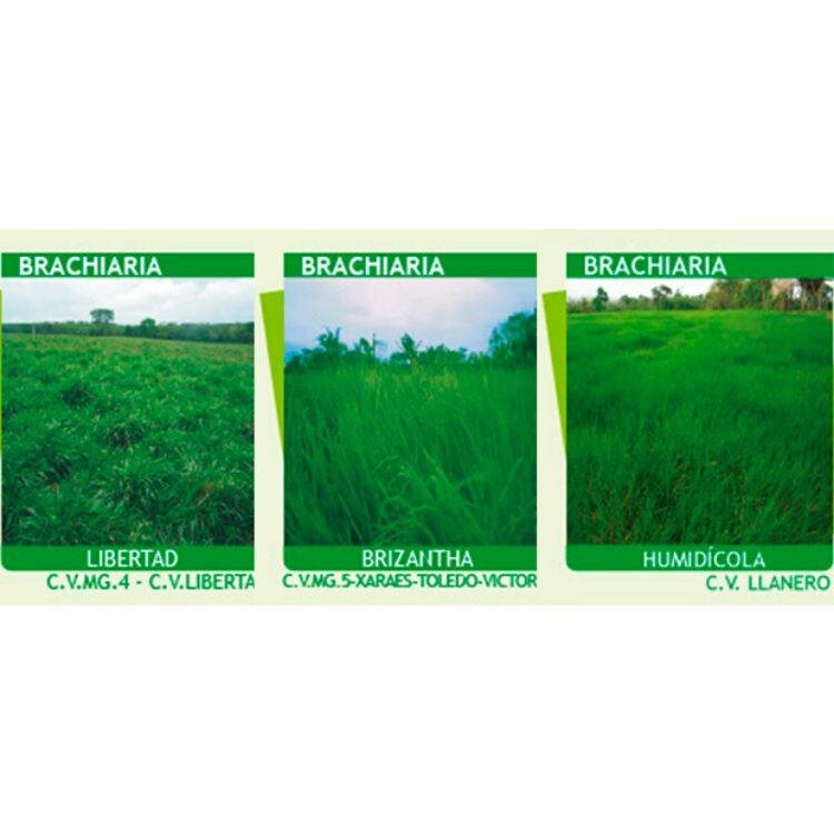 Tarım firmaları Semillas & Semillas, Medellin, foto