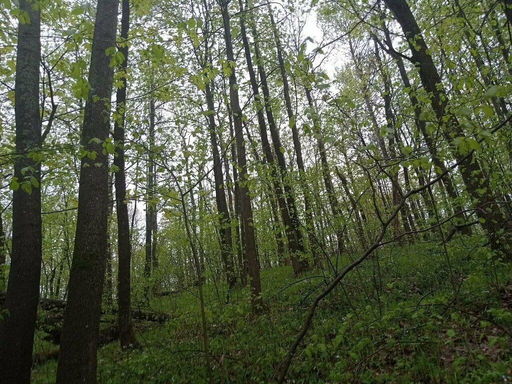 Orman Пузачинский лес, Kurskaya oblastı, foto