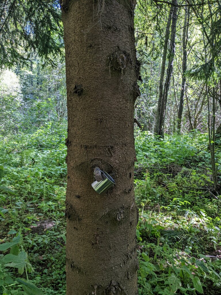 Pınar, çay Spring, stream, Smolenskaya oblastı, foto