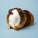 Petzz Shop Mama Evcil Hayvan Ürün (Paşa Alanı Mah., 441 Sok. , No:25/29, Karasi, Balıkesir), petshop  Balıkesir'den