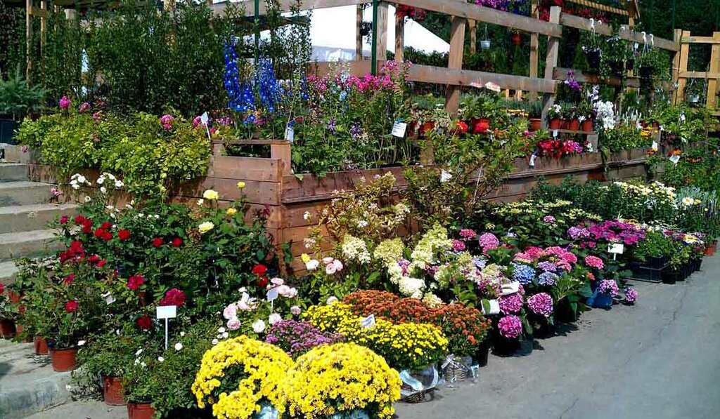 Sera ve bahçe ürünleri Tsentr ozeleneniya i blagoustroystva Golyanovo, Moskova, foto
