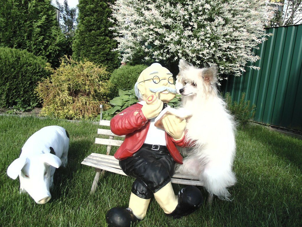 Evcil hayvan yetiştiricileri Pitomnik sobak olganna, Minskaya oblastı, foto