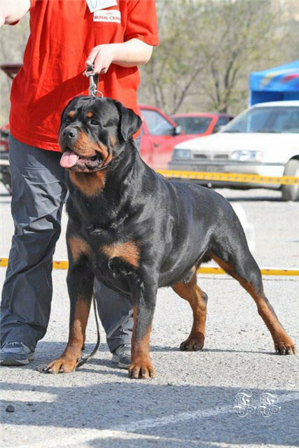 Evcil hayvan yetiştiricileri Pitomnik rotveylerov Sherla, Volgograd, foto